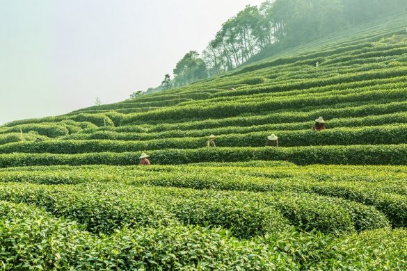 Wisata Kebun Teh Bandung Untuk dikunjungi